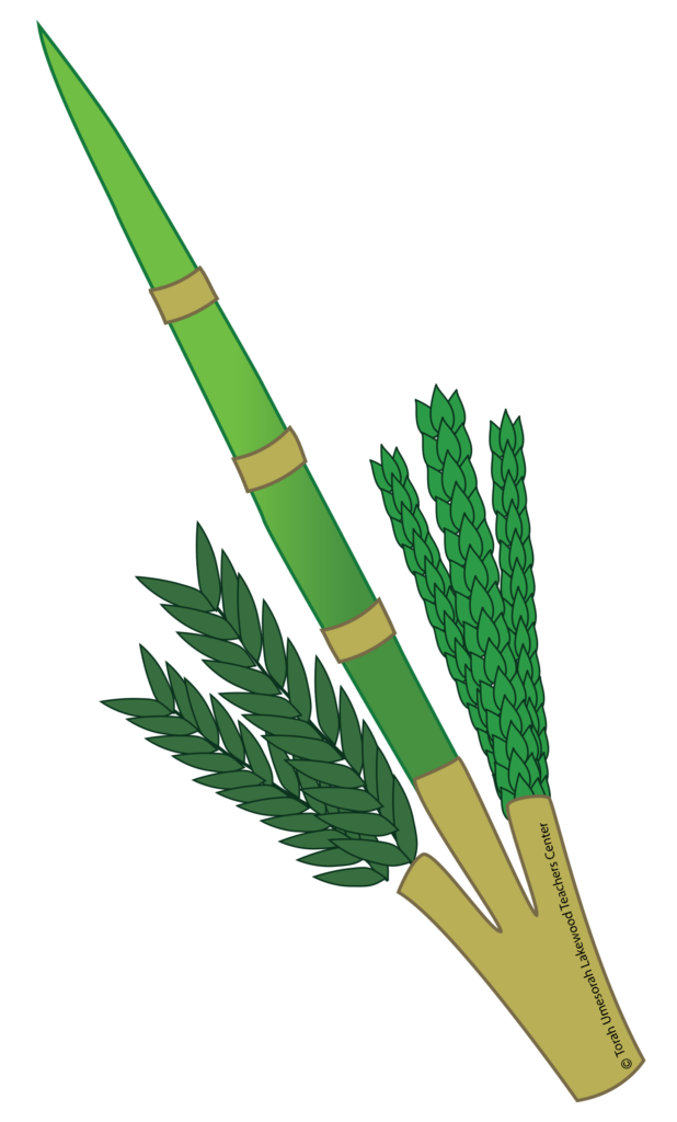 lulav – Torah Umesorah Teacher Center